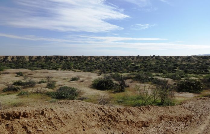 Buscan declarar bosques secos de Pariñas como Área de Conservación ...