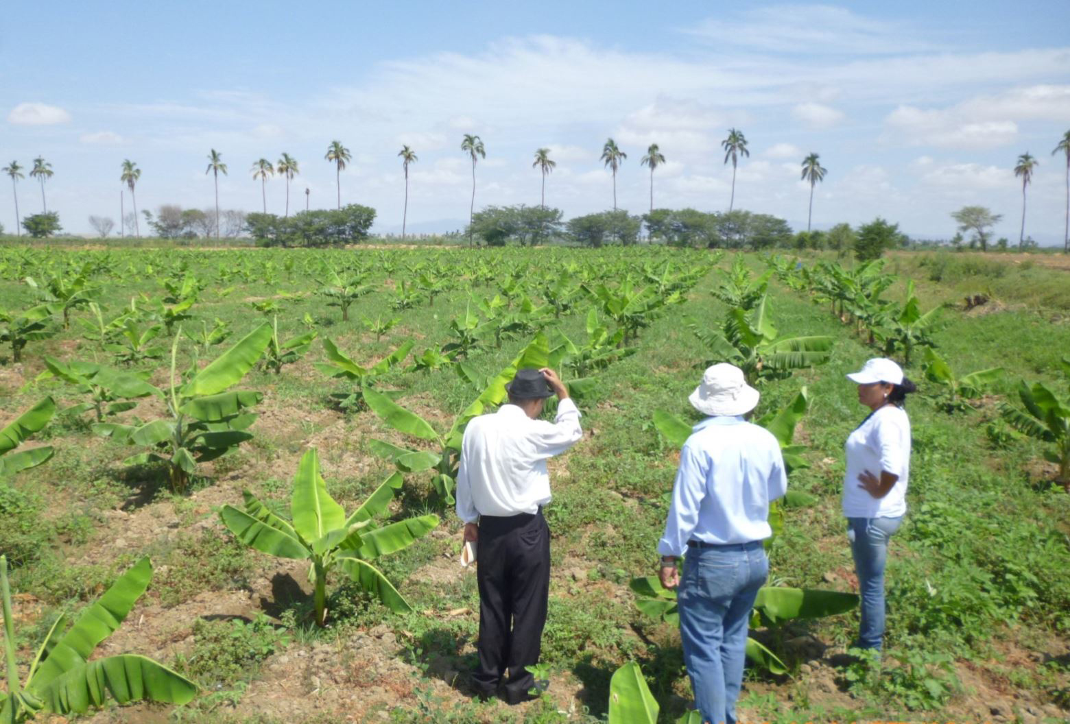 Miles De Hectáreas Agrícolas Del Valle Del Chira Afectadas Por Falta De