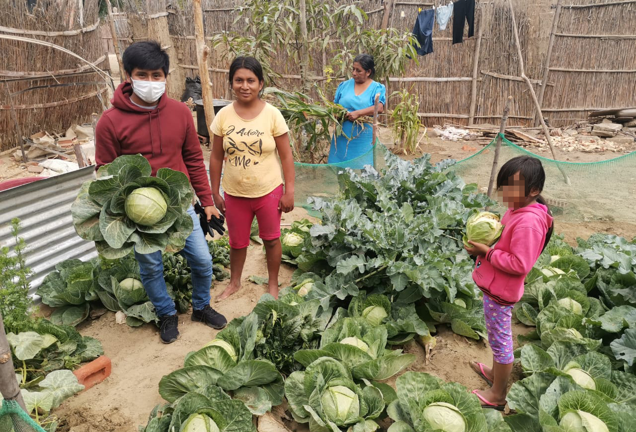 La Arena: biohuertos familiares produjeron alrededor de cuarenta mil ...