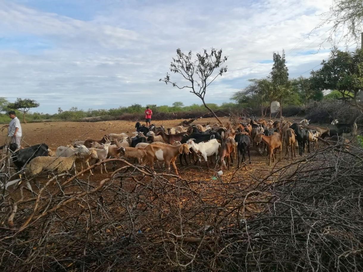 INIA: El bosque seco de Piura, principal ecosistema de la actividad caprina, necesita atención ...