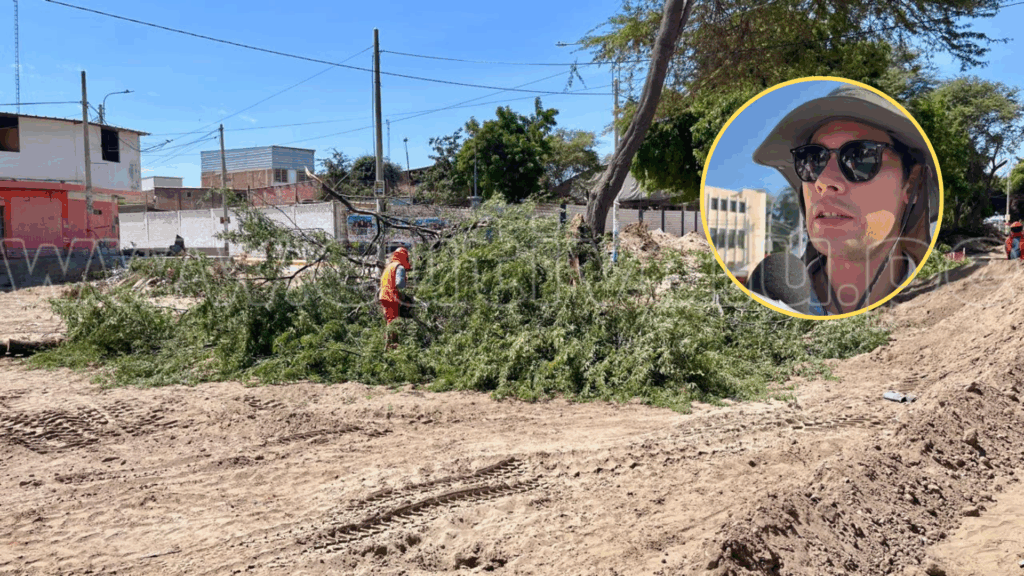 Ambientalistas denuncian tala de casi 600 algarrobos en Piura por obra ...